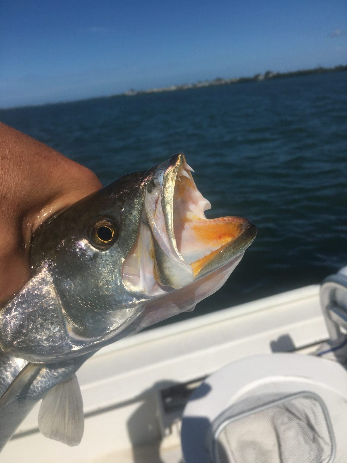 Anna Maria Island Fishing Charters: Just Reel Fishing Charters - Just ...